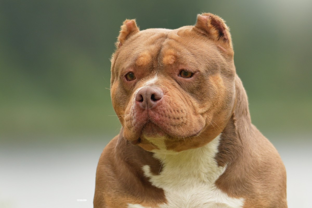 About – Gamer Bullyz