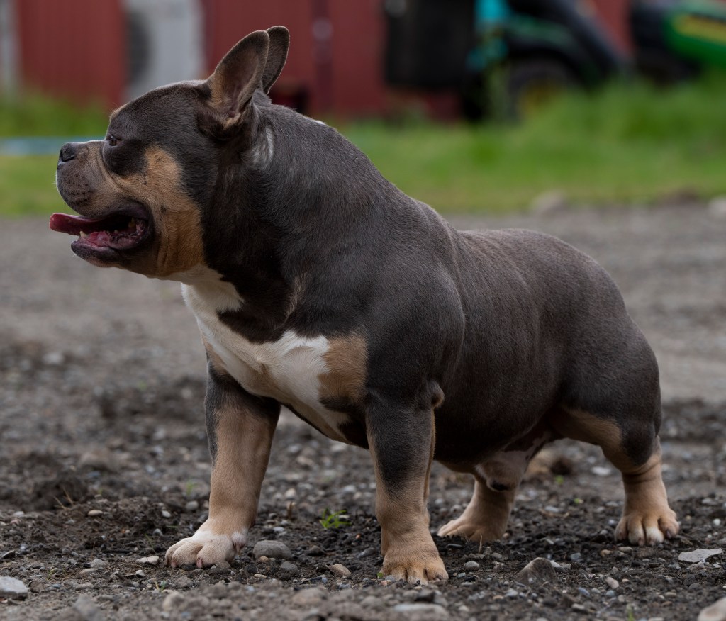 Gamer Bullyz Studs – Gamer Bullyz