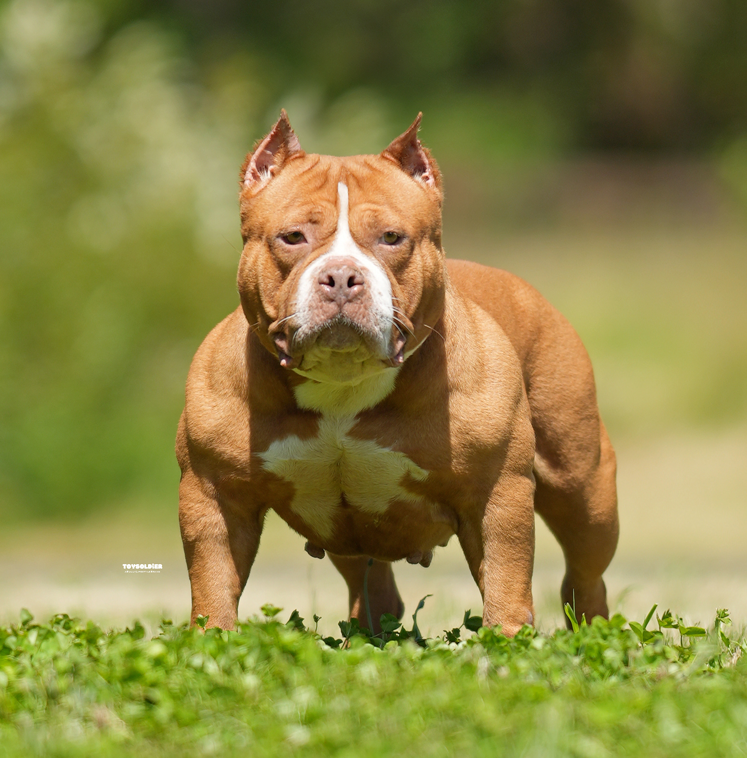 Our Girls – Gamer Bullyz